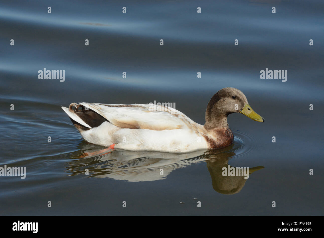 Mixed breed Mallard Duck drakes swimming on lake Stock Photo - Alamy
