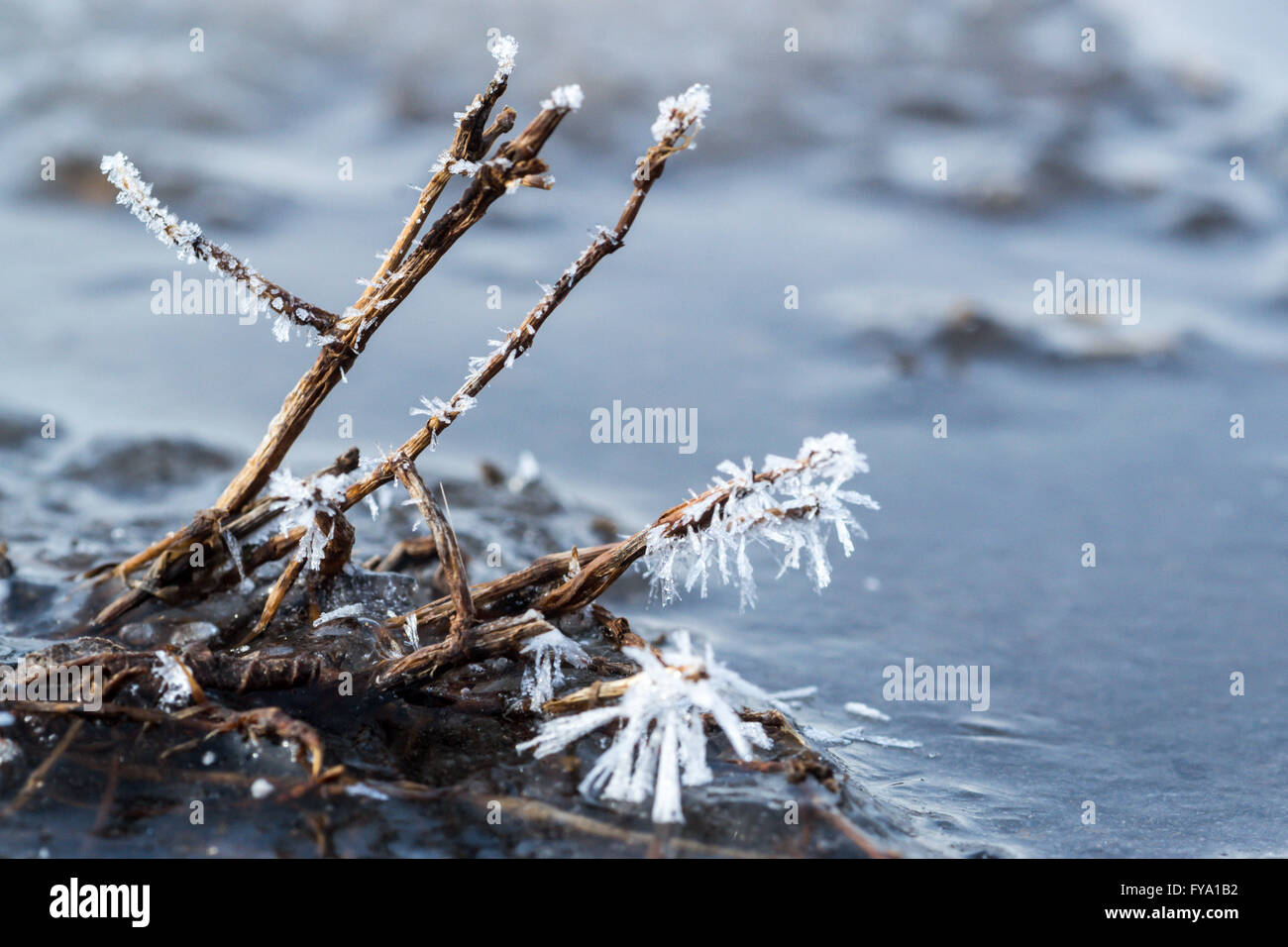 Winter ice crystals formed on a barren plant stalk with a frozen water ...