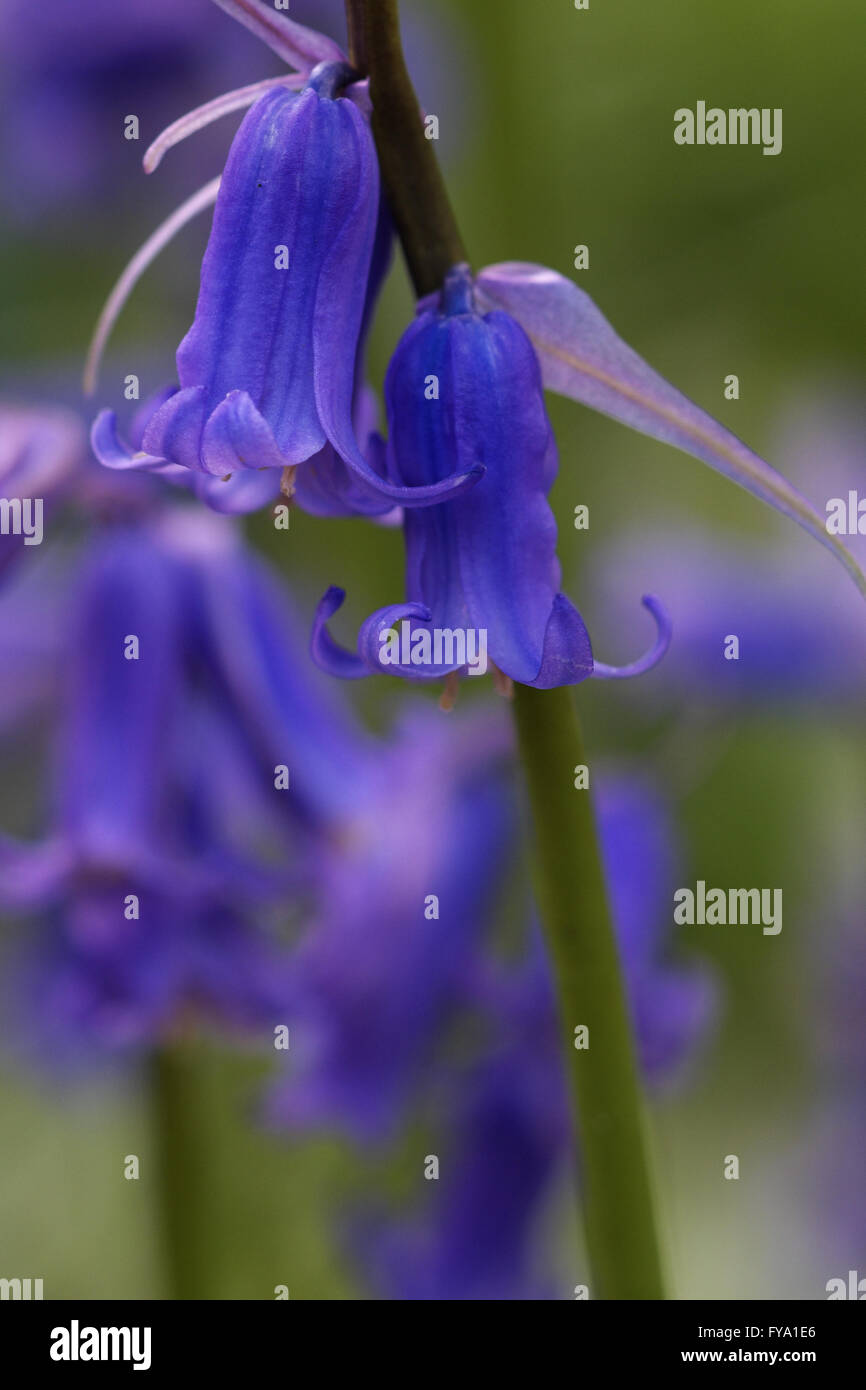 Native bluebell poisonous hi-res stock photography and images - Alamy