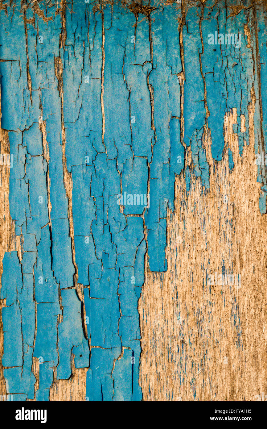 Old flaking blue paint texture with close up details of the wood grain ...