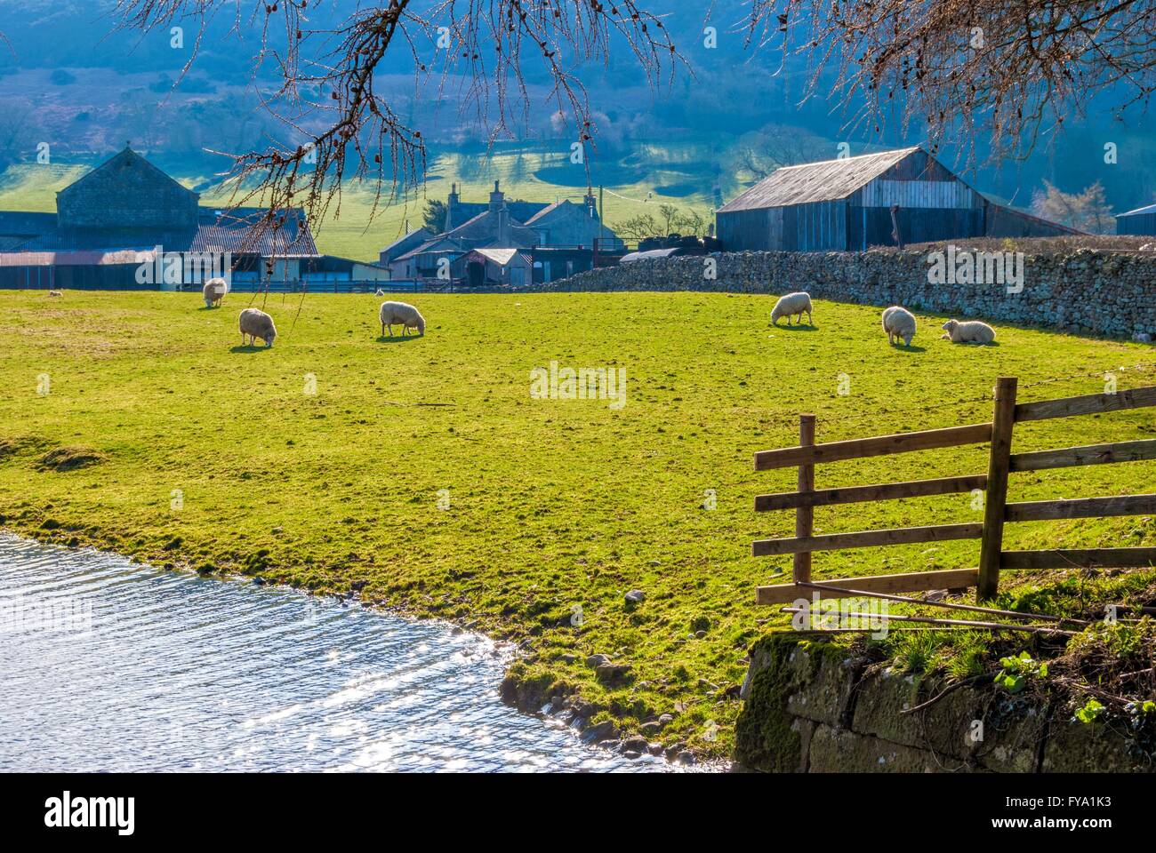 Sheep in countryside farm Stock Photo - Alamy