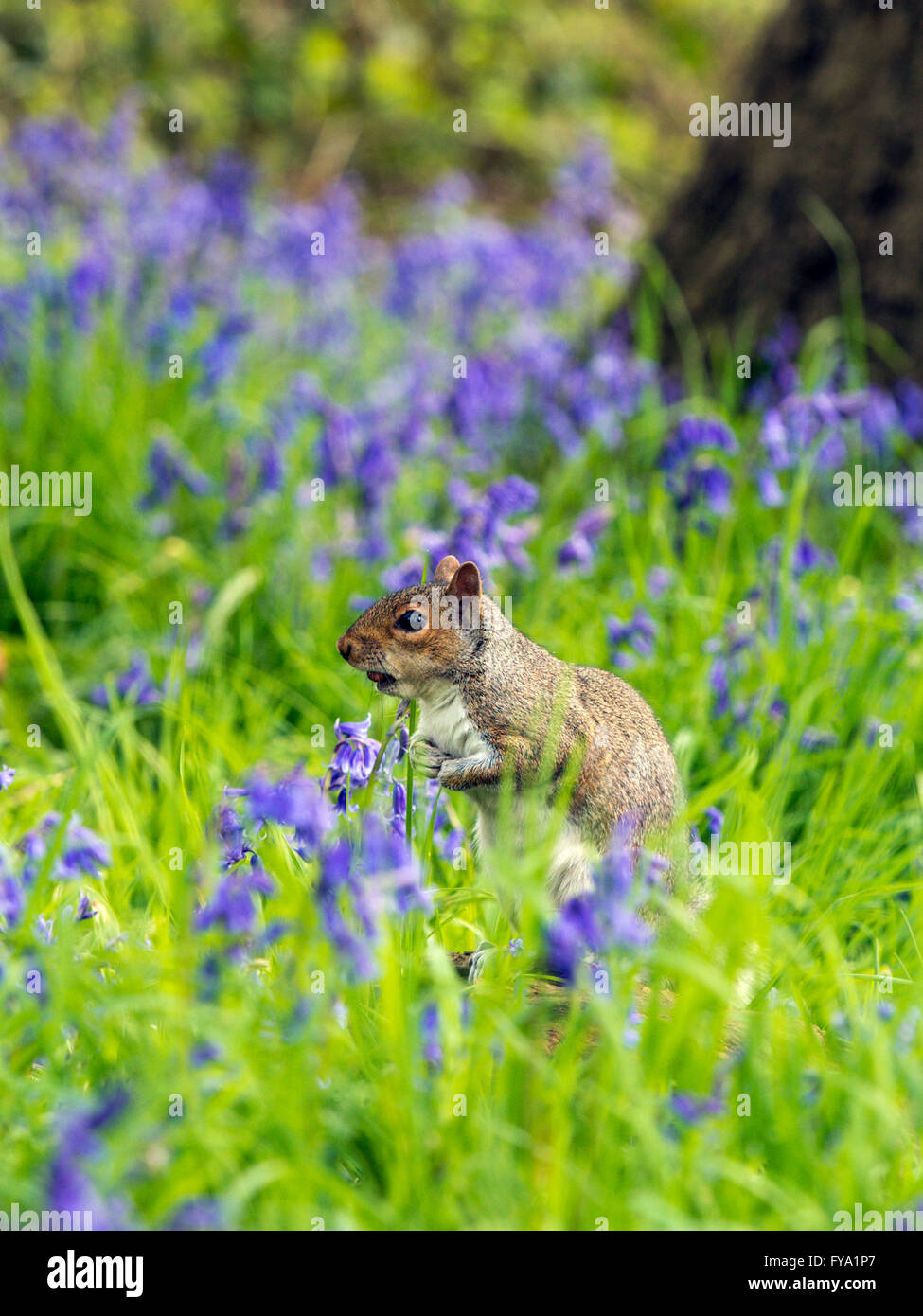 Single Grey Squirrel (Sciurus carolinensis) foraging in natural ...