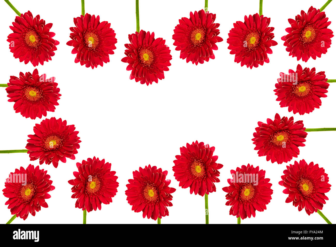 Beautiful brightly red flowers on a white background Stock Photo - Alamy