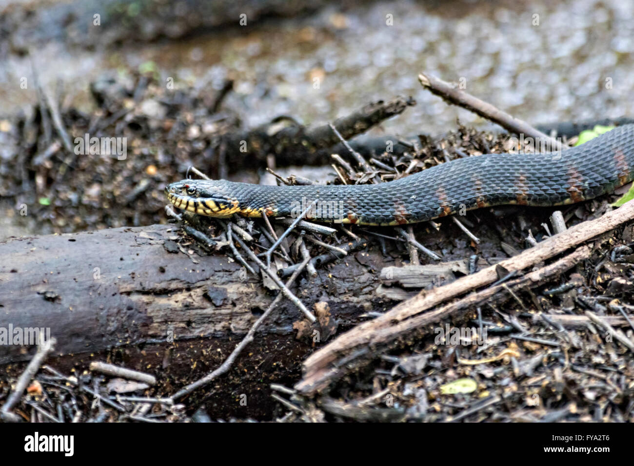 Swamp Snake High Resolution Stock Photography and Images - Alamy