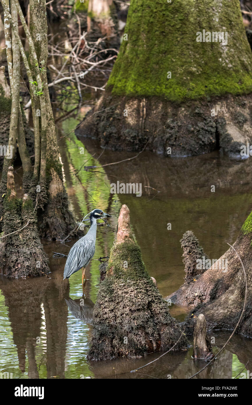 A yellow-crowned Night Heron hunts around Cypress knees at the Francis ...