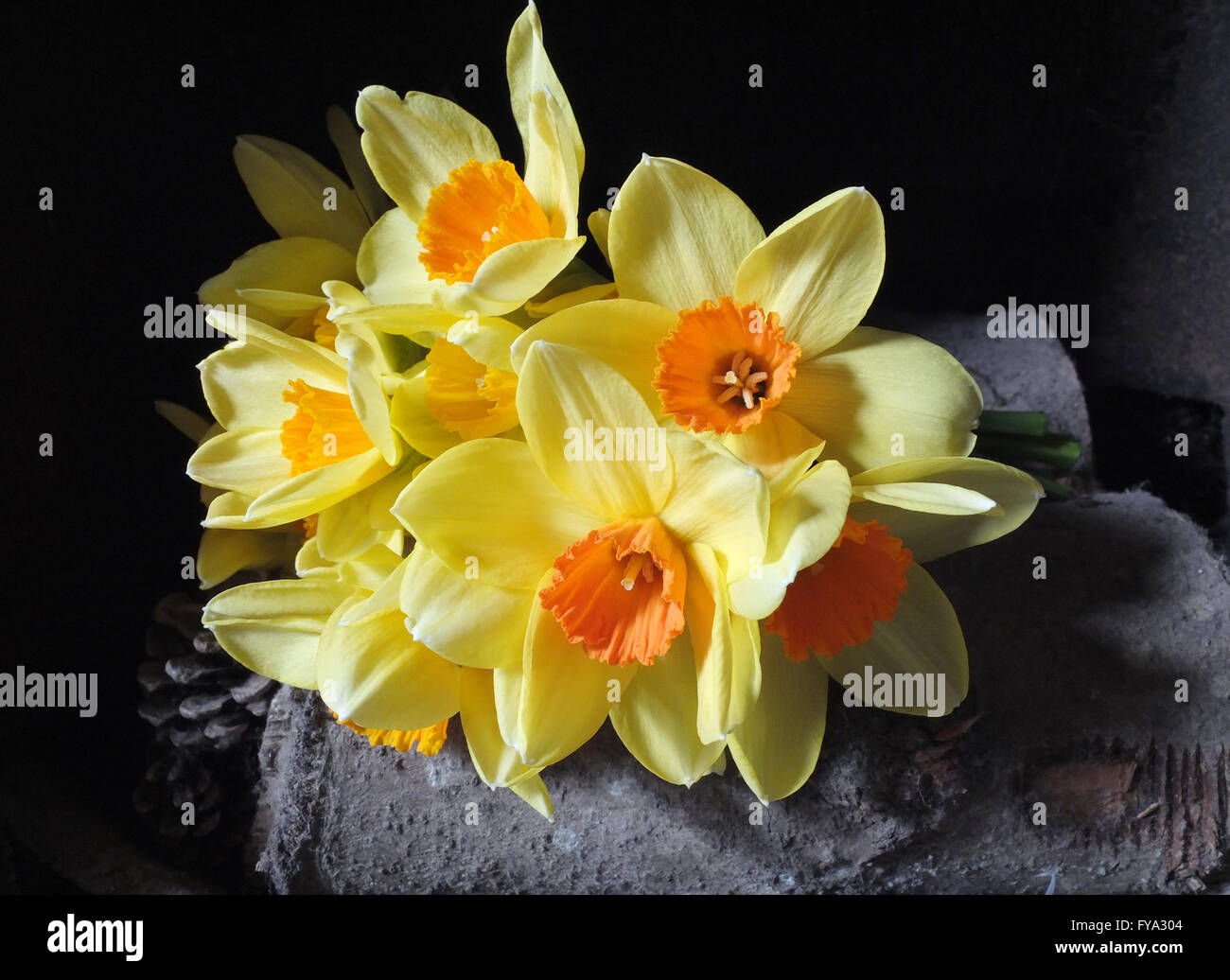 Cheery yellow daffodils against a dark background Stock Photo - Alamy