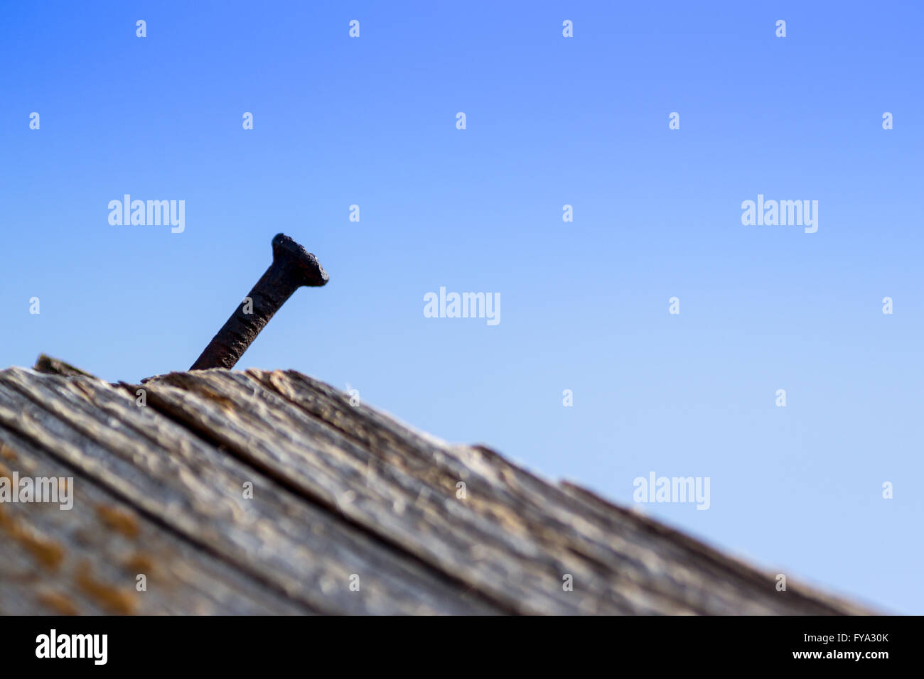 Single rusty old nail sticking old of aged timber set against a blue ...