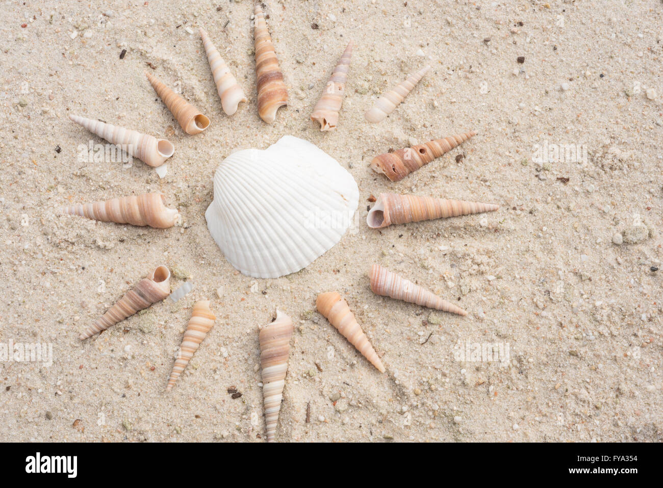 sea shells as a sun shape in the sand on the beach Stock Photo - Alamy