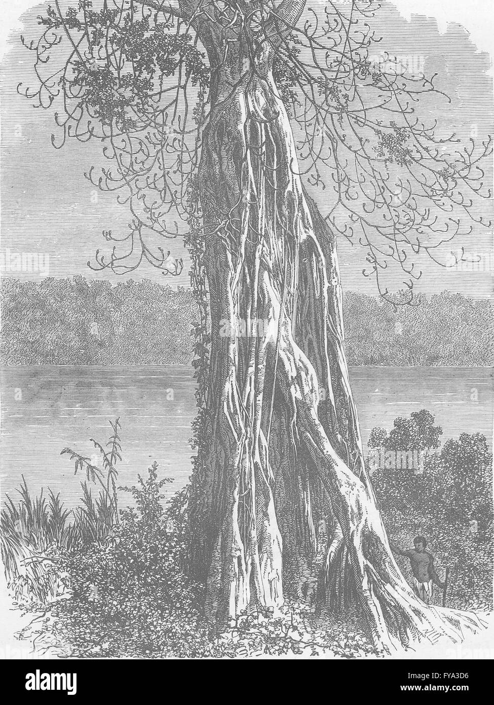 Gaboon tree hi-res stock photography and images - Alamy