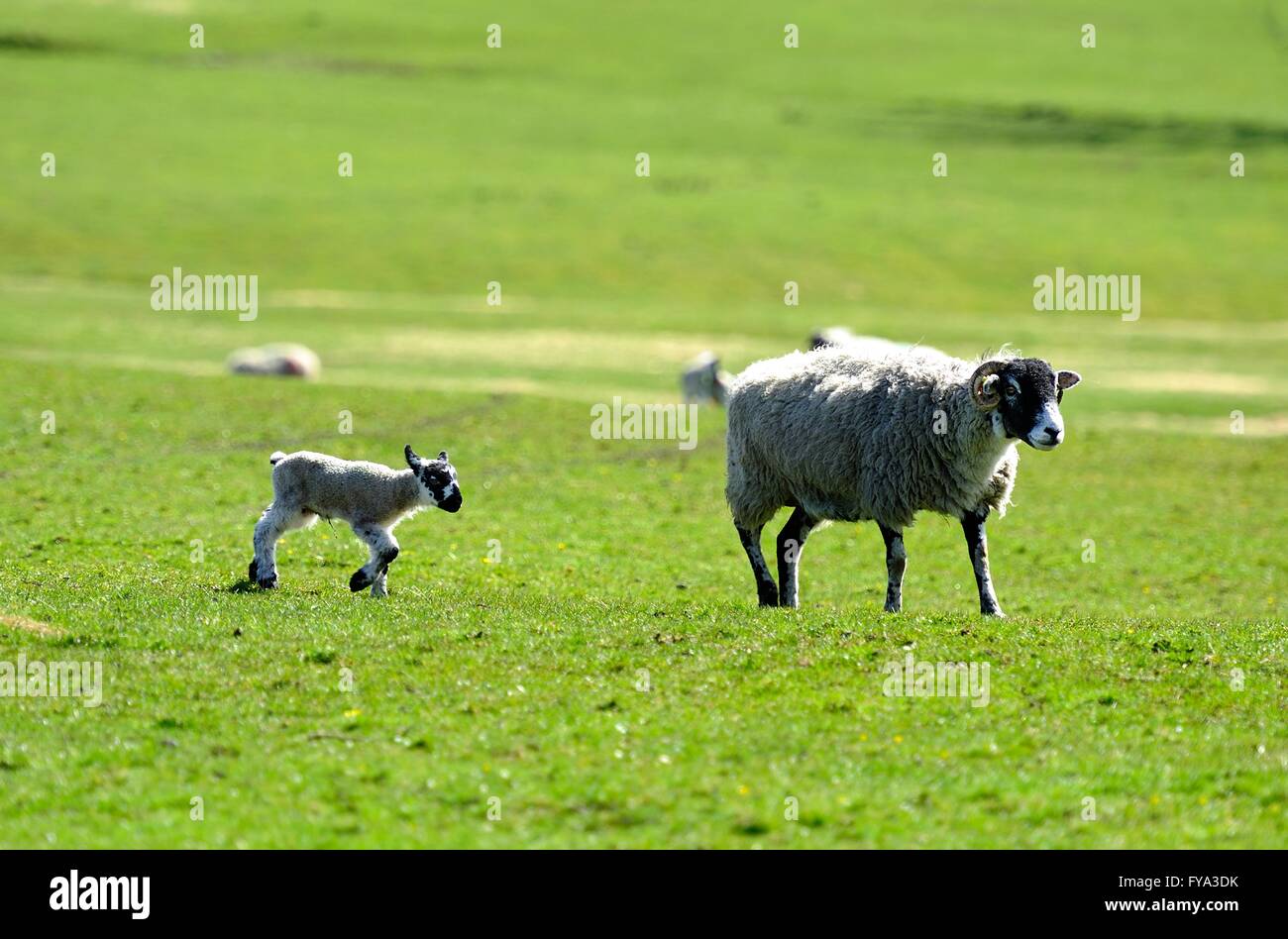 Hey wait for me Mum! Stock Photo - Alamy