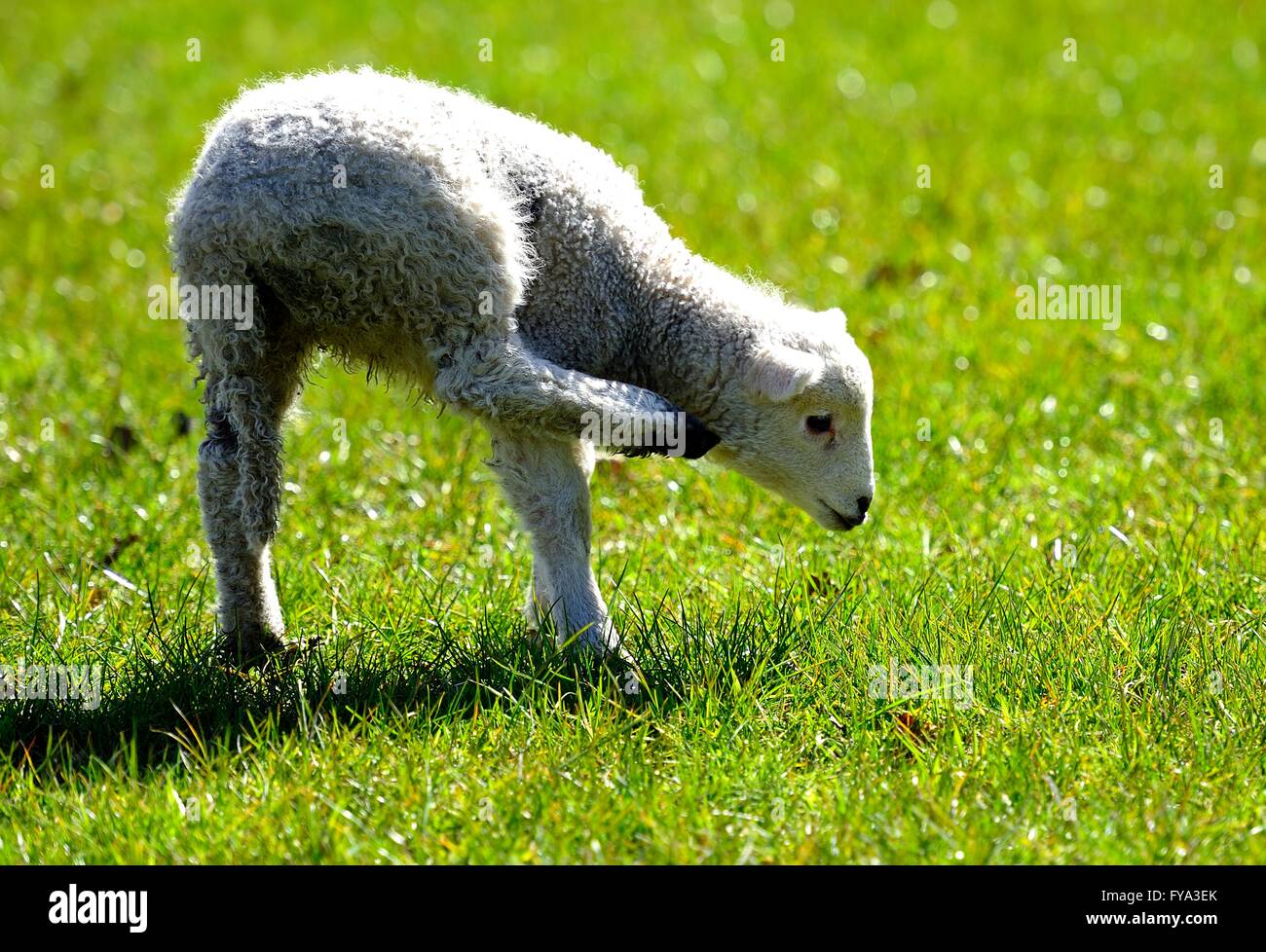 New Lamb having a scratch Stock Photo - Alamy