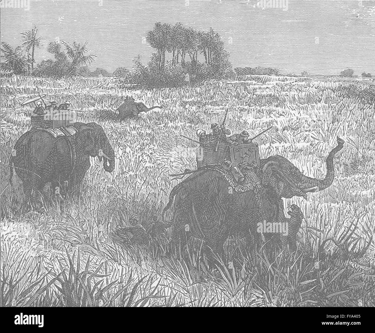 Tiger Hunting Black and White Stock Photos & Images - Alamy