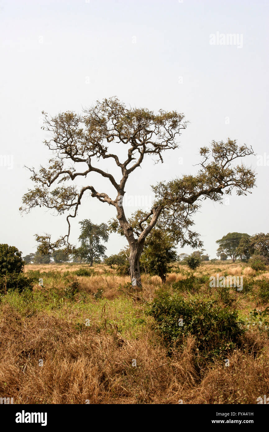 Baobab tree at African savanna, Gambia, Africa Stock Photo - Alamy