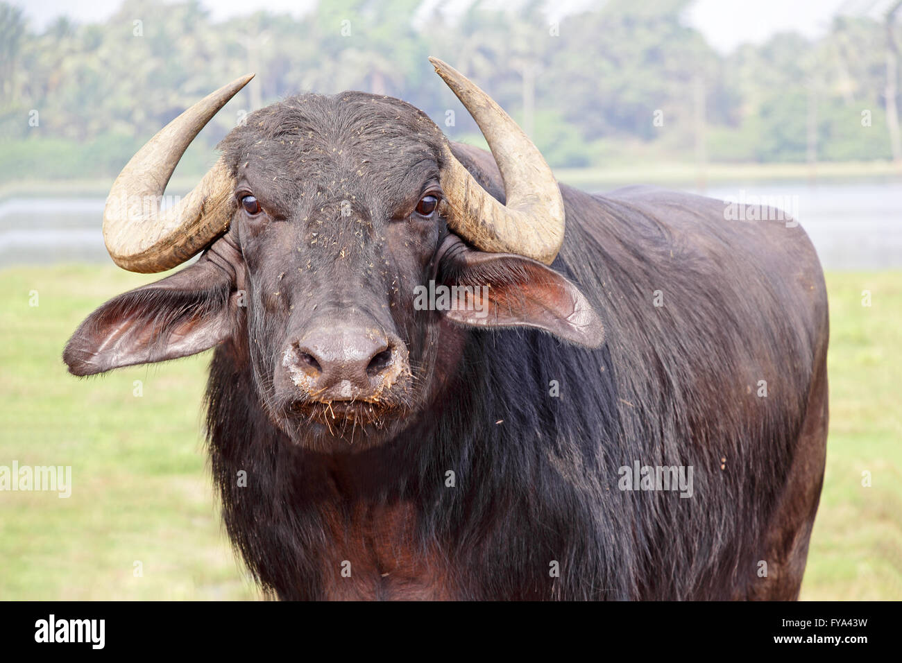 Close up of Indian bison Stock Photo - Alamy