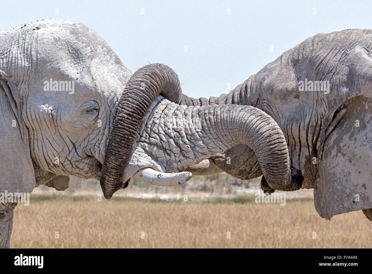 Trunk-twining Males Greeting each other, "Ghost" bull elephants, due to ...