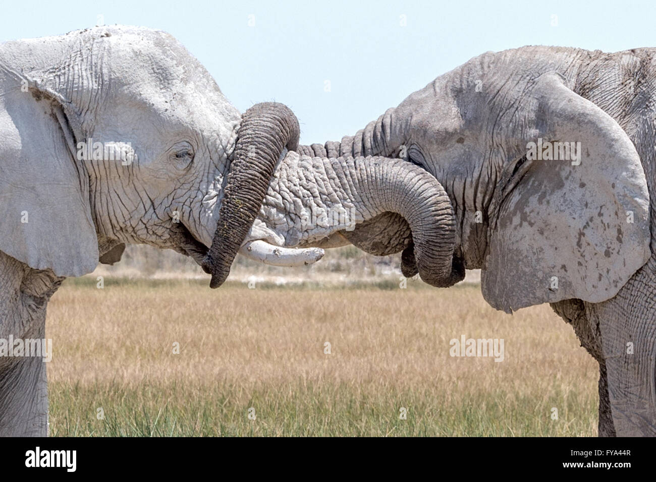 Trunk-twining Males Greeting each other, "Ghost" bull elephants, due to ...