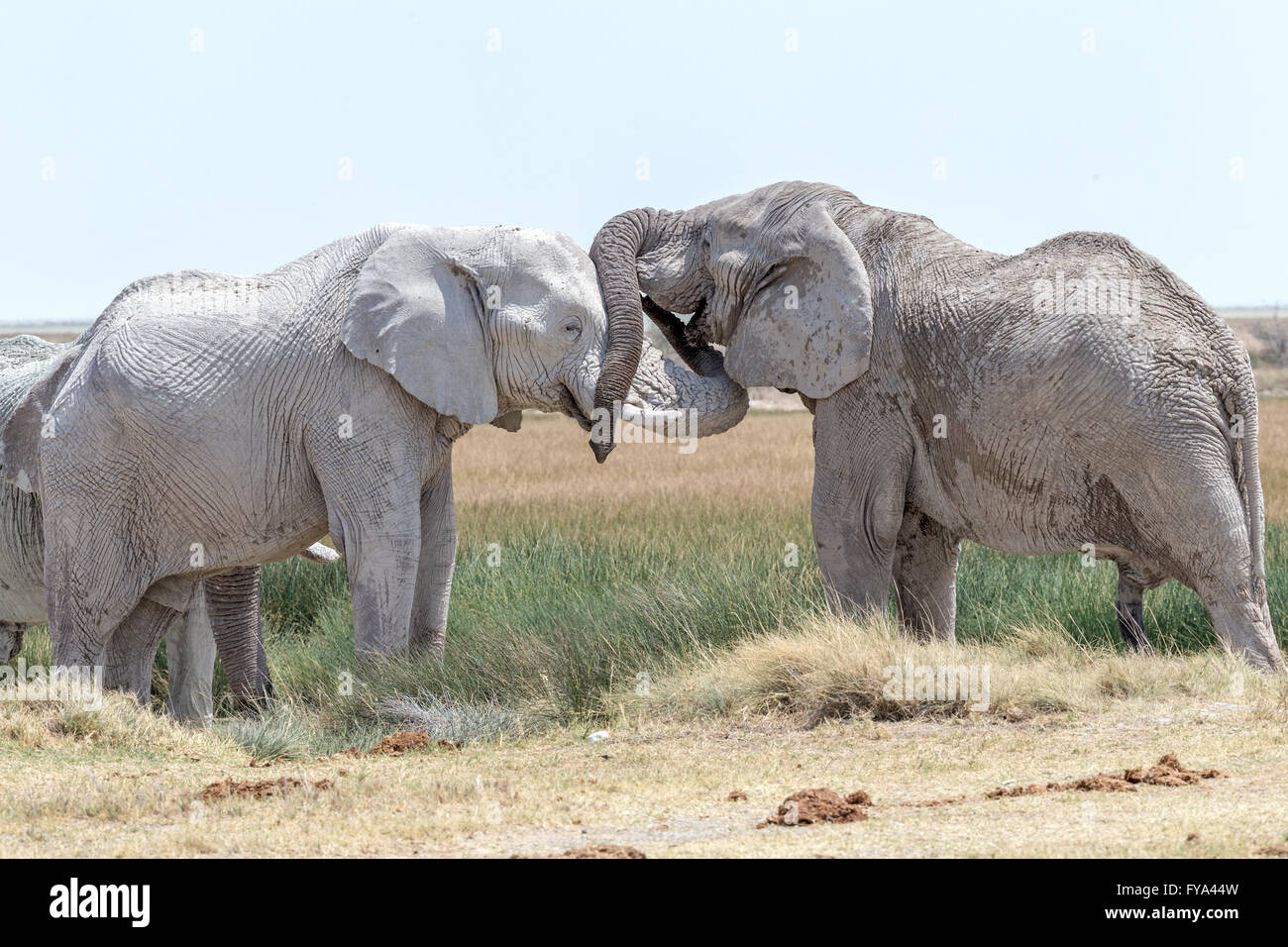 Trunk-twining Males Greeting each other, "Ghost" bull elephants, due to ...