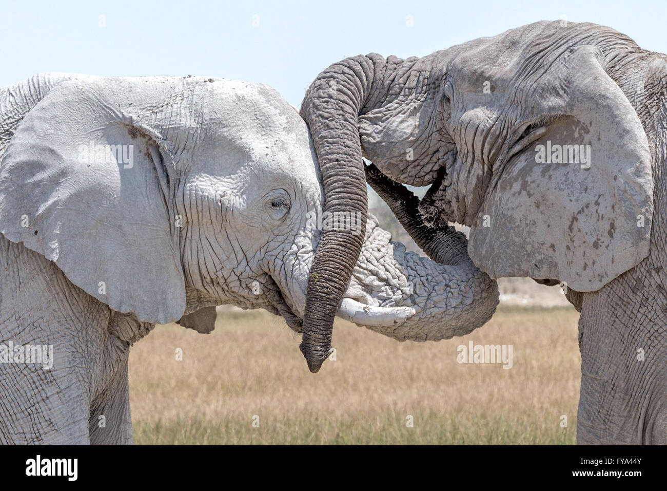 Trunk-twining Males Greeting each other, "Ghost" bull elephants, due to ...