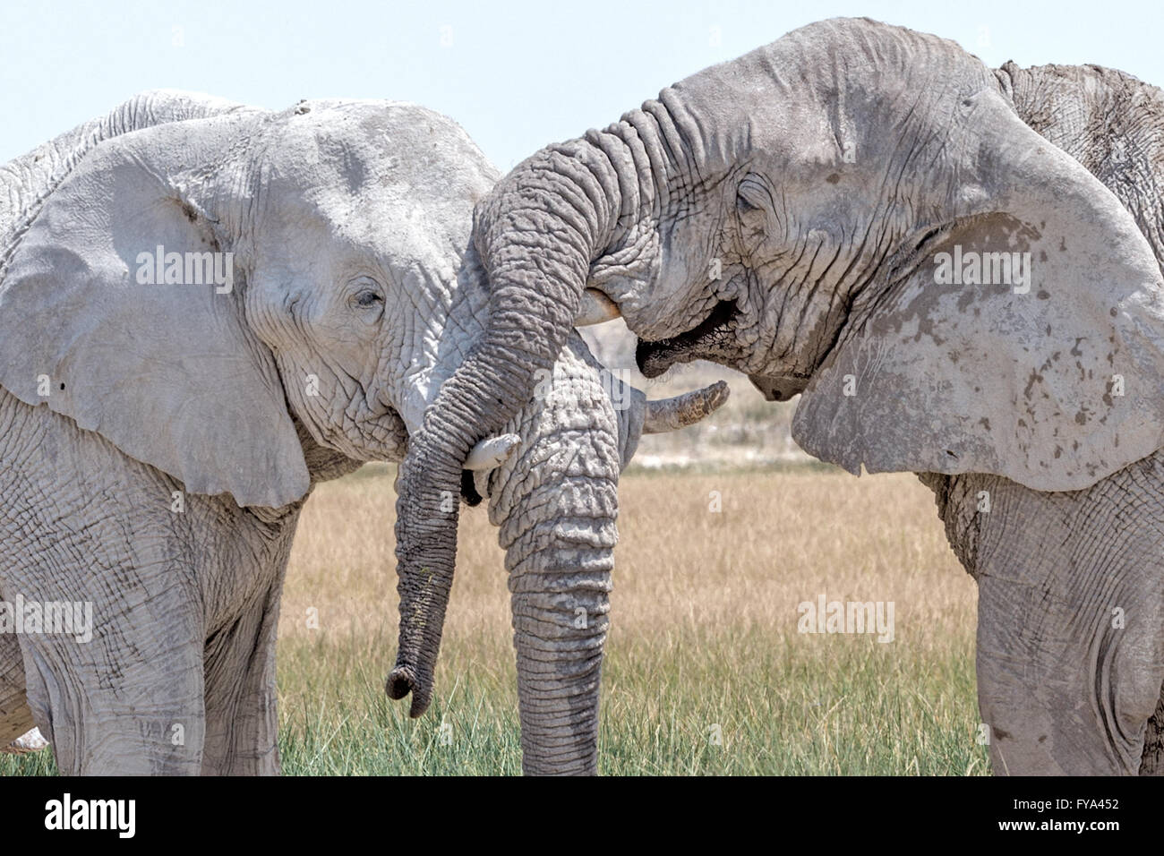 Trunk-twining Males Greeting each other, "Ghost" bull elephants, due to ...