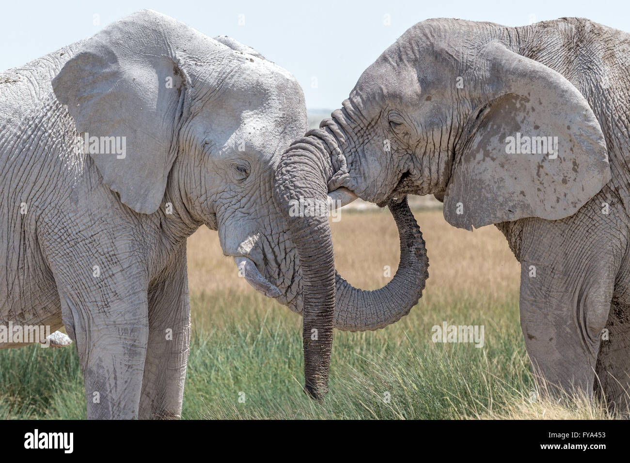 African elephants intertwine trunks hi-res stock photography and images ...