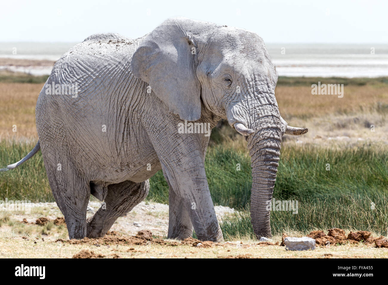 "Ghost" bull elephant, so called due to the whiteness of the clay used ...