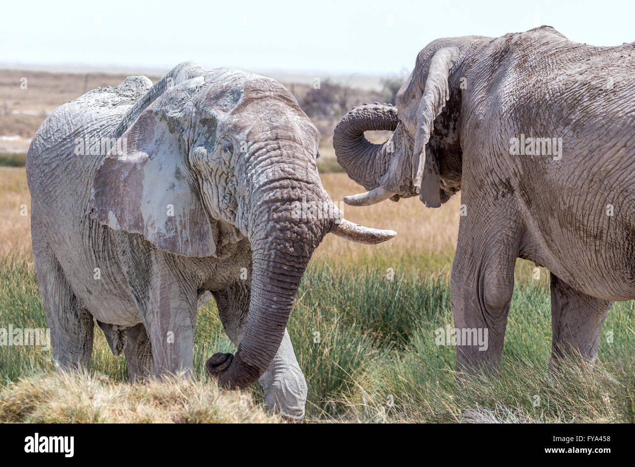 Males Greeting each other, "Ghost" bull elephants, so called due to the ...