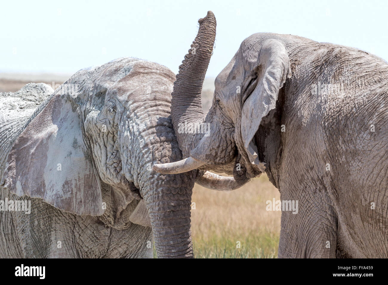 Males Greeting each other, "Ghost" bull elephants, so called due to the ...