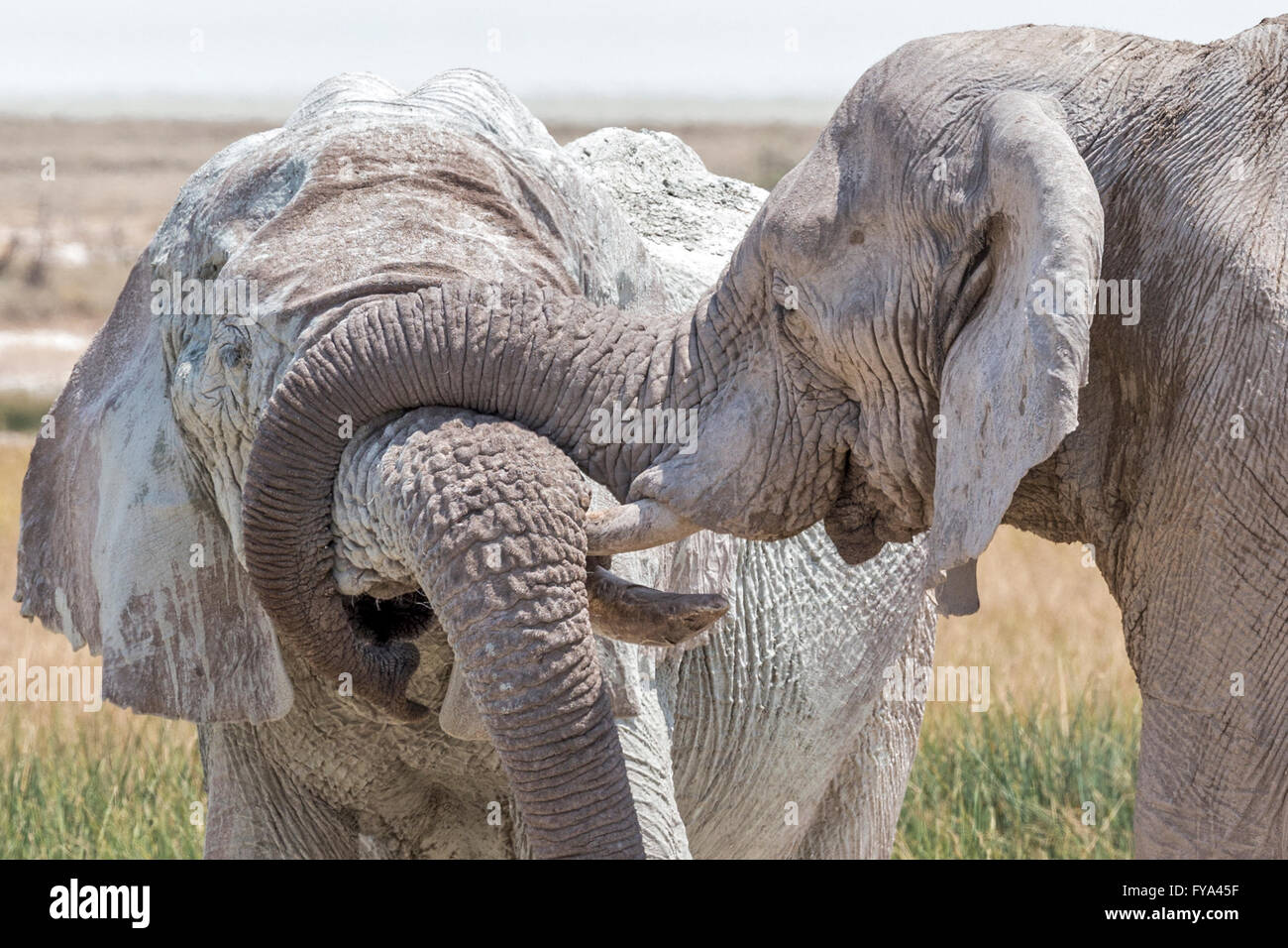 Trunk-twining Males Greeting each other, "Ghost" bull elephants, due to ...