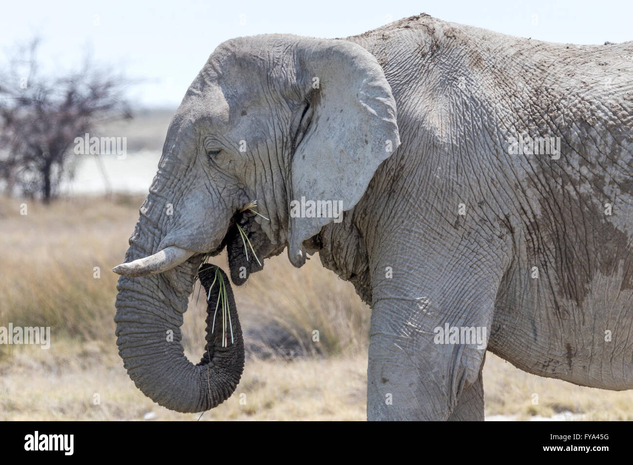 Eating, "Ghost" bull elephant, so called due to the whiteness of the ...
