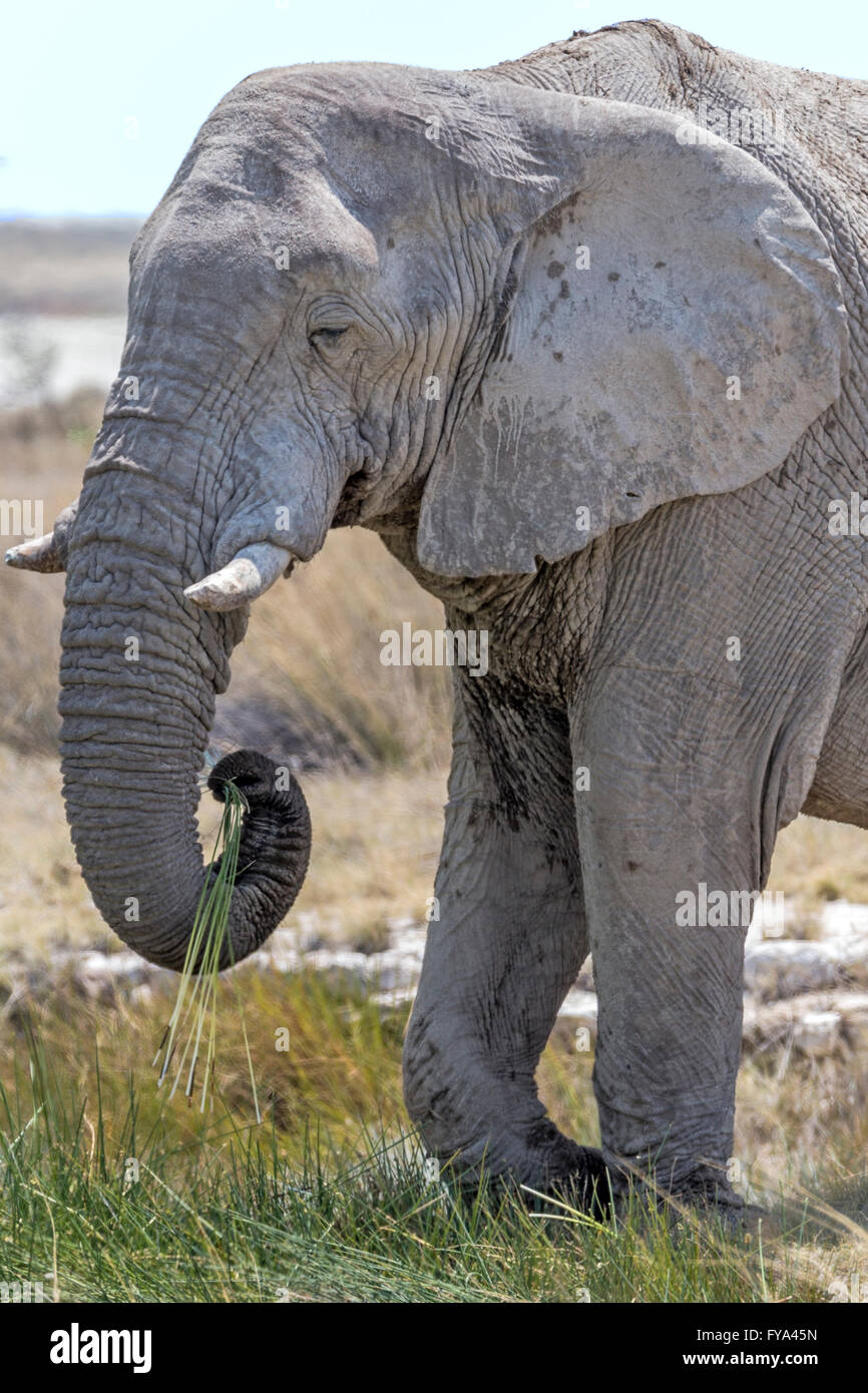 Browsing at a shrub hi-res stock photography and images - Alamy