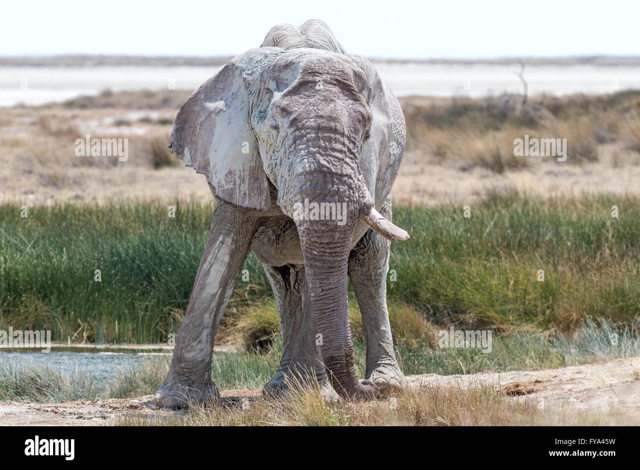 Resting at waterhole, "Ghost" bull elephant, so called due to the ...