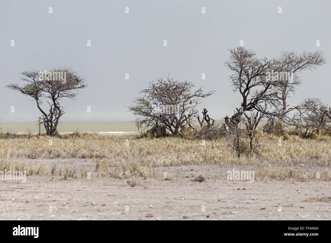 Landscape, Etosha National Park, Namibia Stock Photo - Alamy