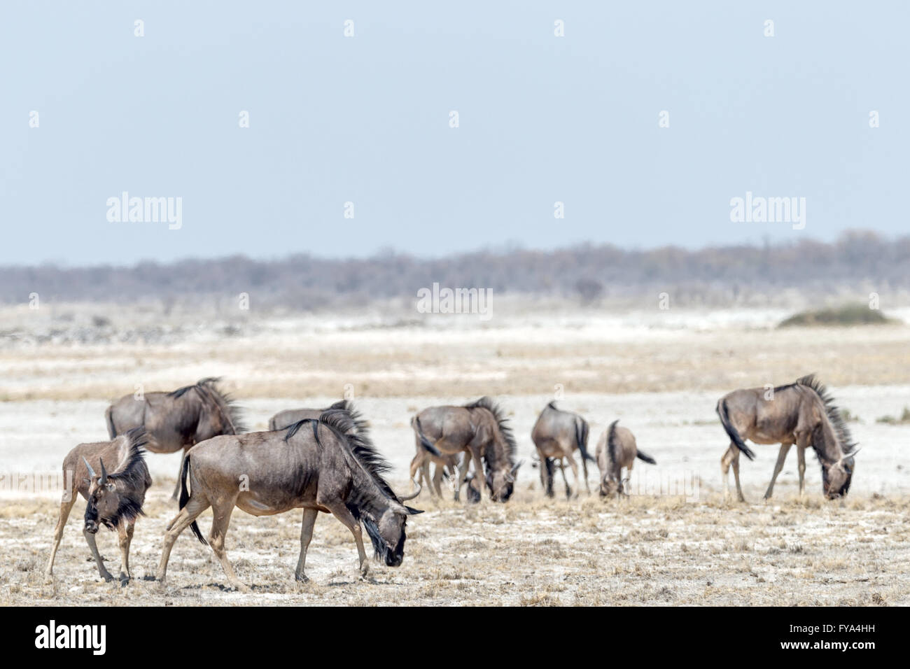Blue wildebeest, aka common wildebeest, white-bearded wildebeest, or ...