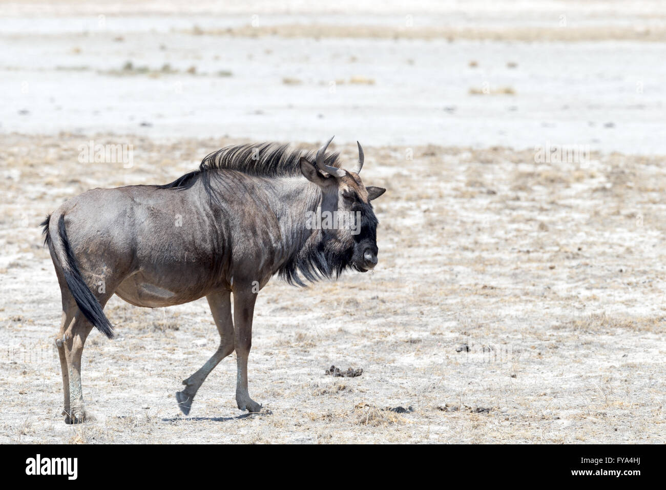Blue wildebeest, aka common wildebeest, white-bearded wildebeest, or ...