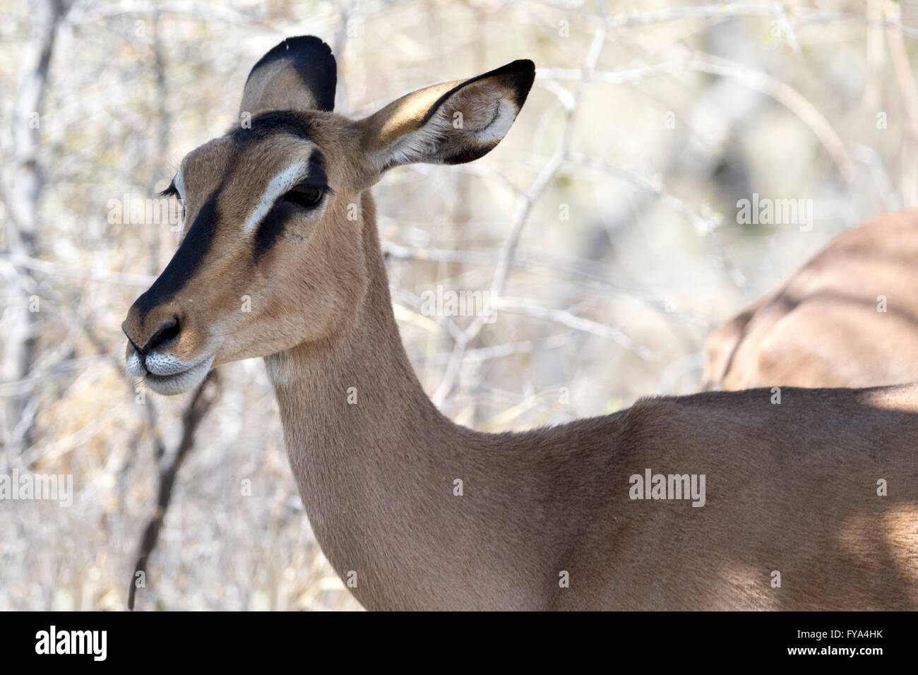 Female black faced impala hi-res stock photography and images - Alamy