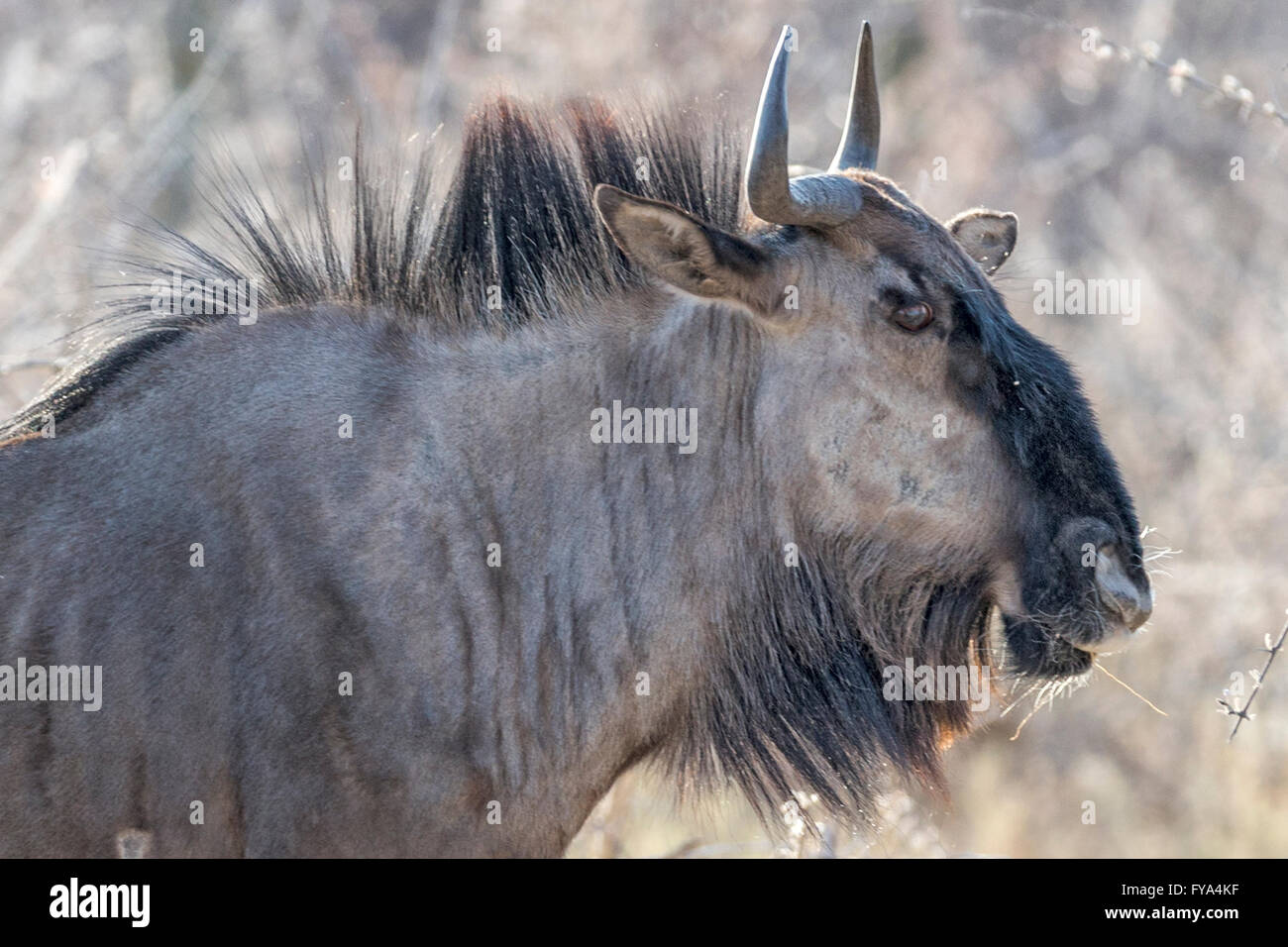 Blue Wildebeest, aka common wildebeest, white-bearded wildebeest, or ...