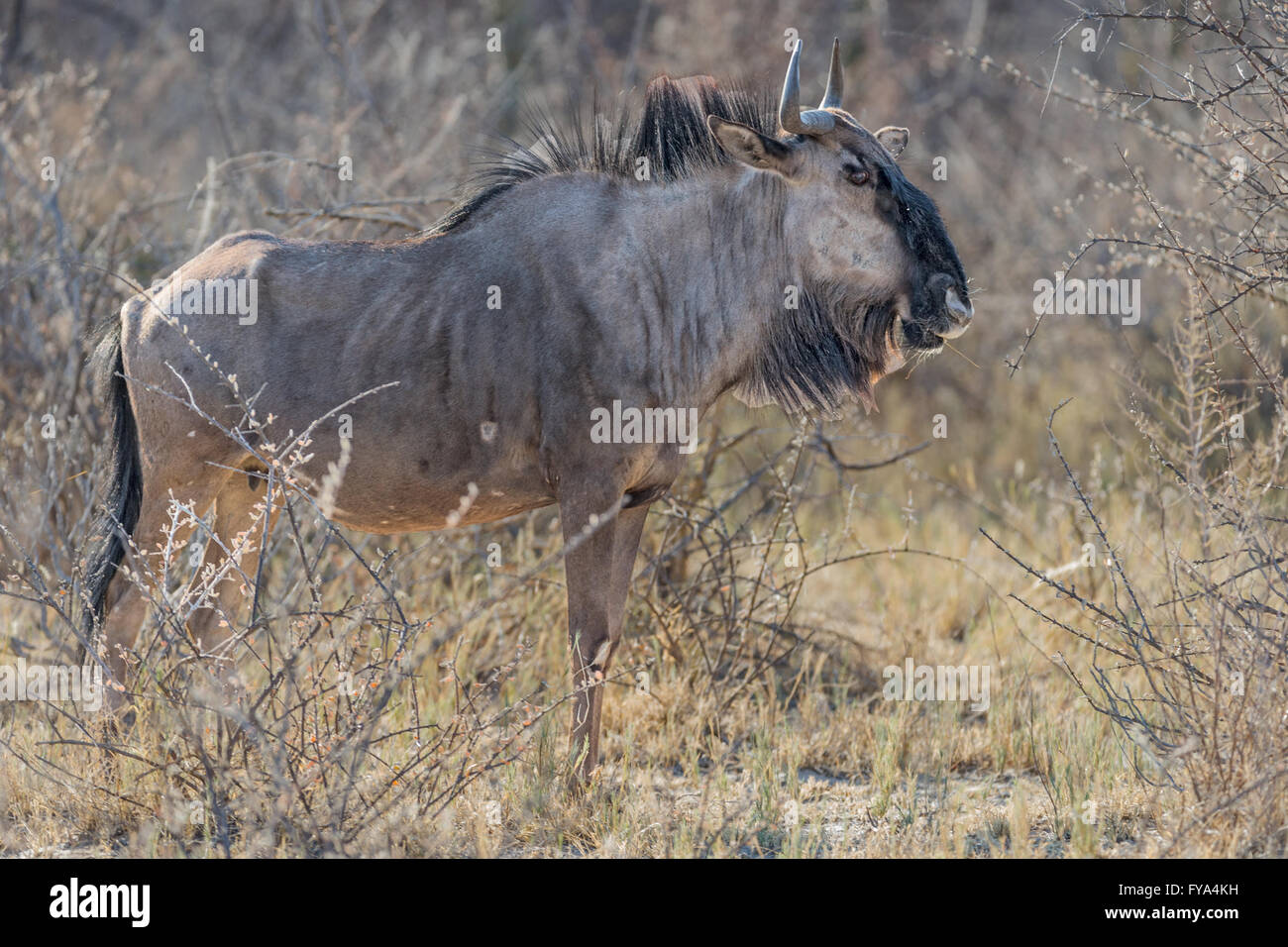 Blue Wildebeest, aka common wildebeest, white-bearded wildebeest, or brindled gnu, Etosha ...