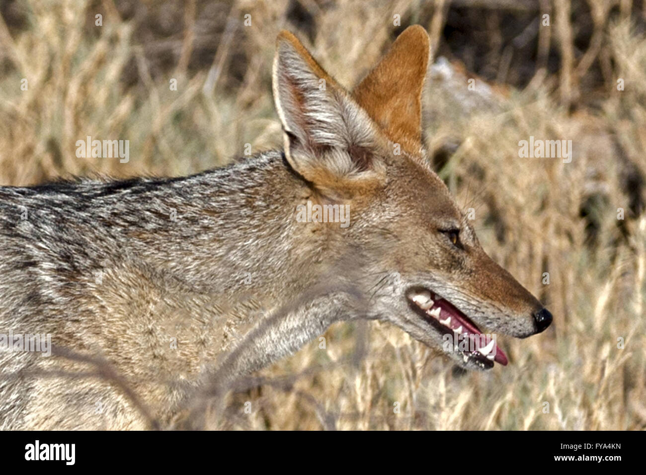 Jackal mouth to mouth hi-res stock photography and images - Alamy