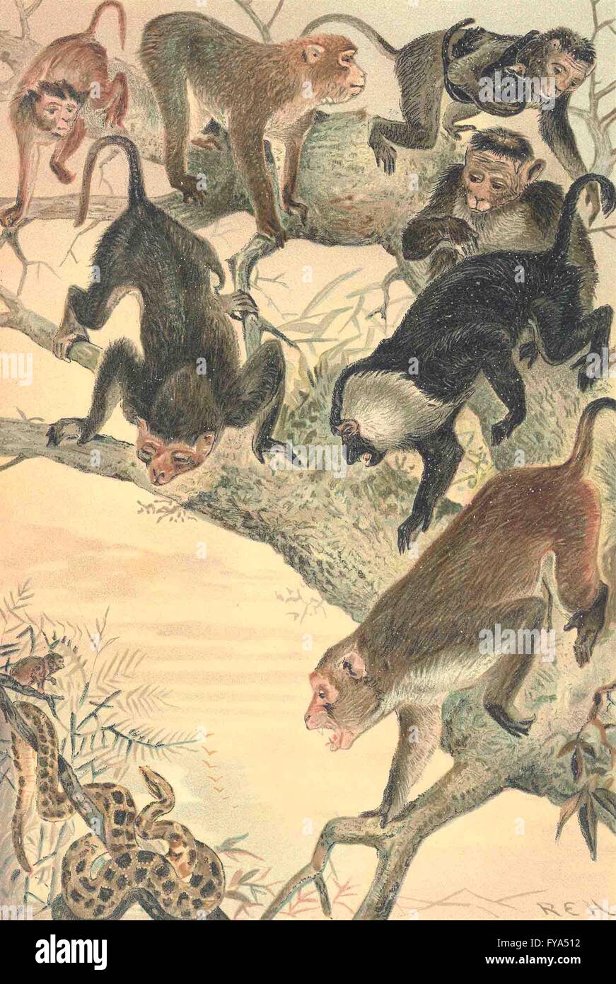 19th century primates hi-res stock photography and images - Alamy