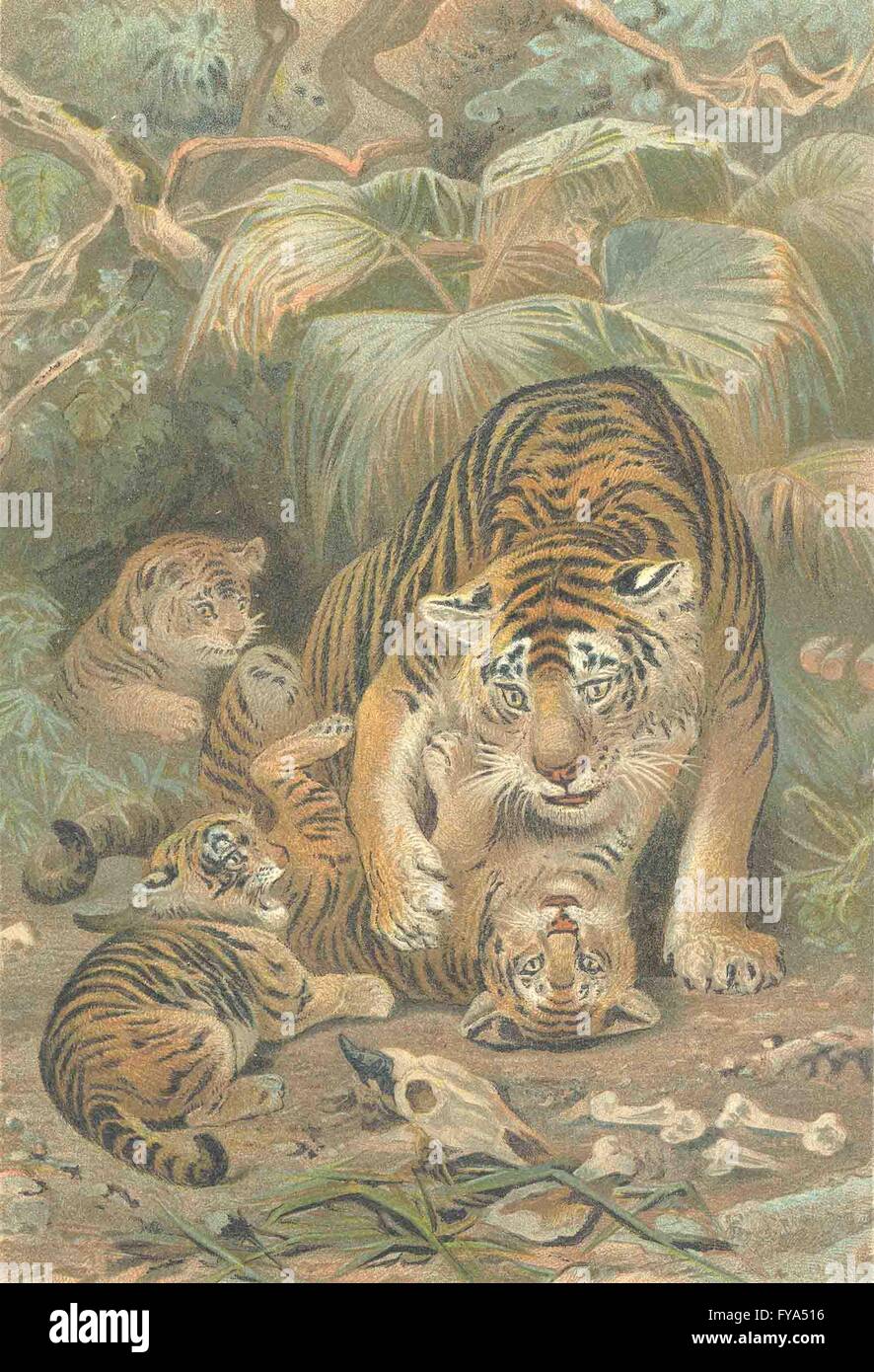 Tigress hi-res stock photography and images - Alamy