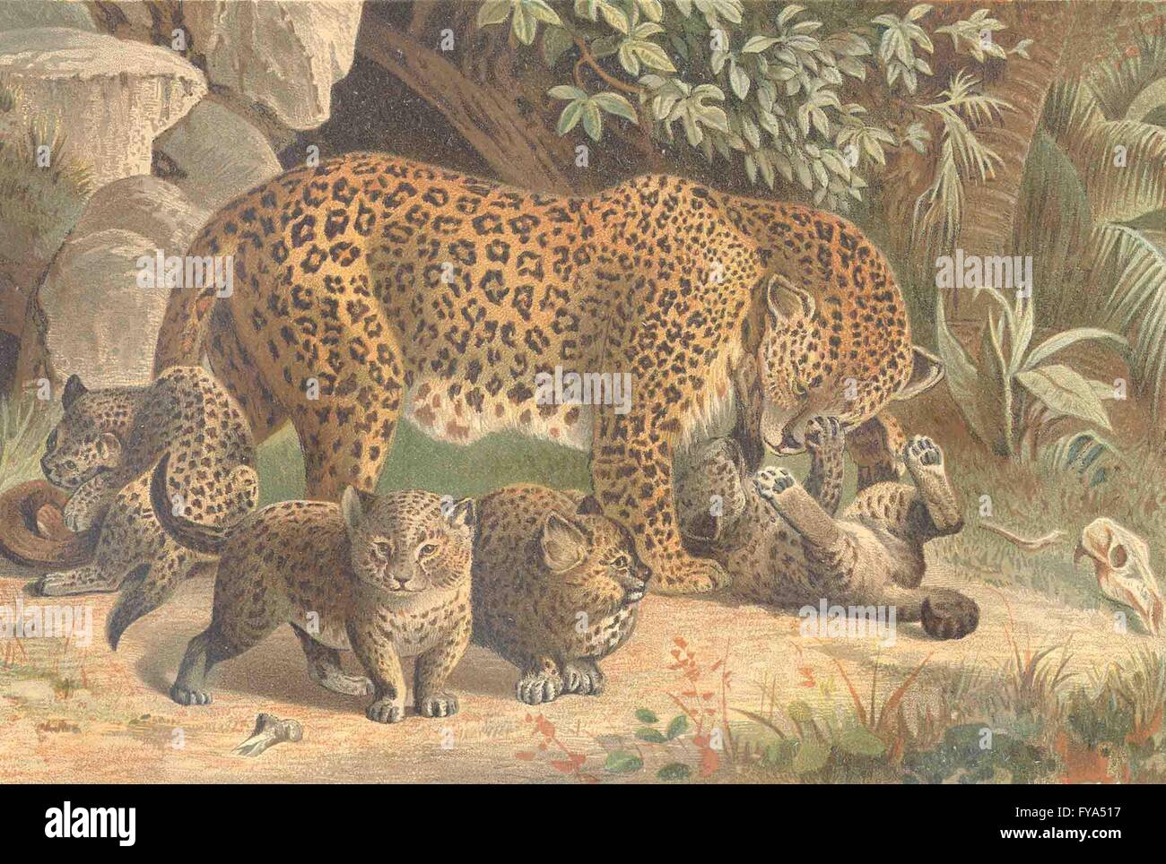 1893 19th century hi-res stock photography and images - Alamy