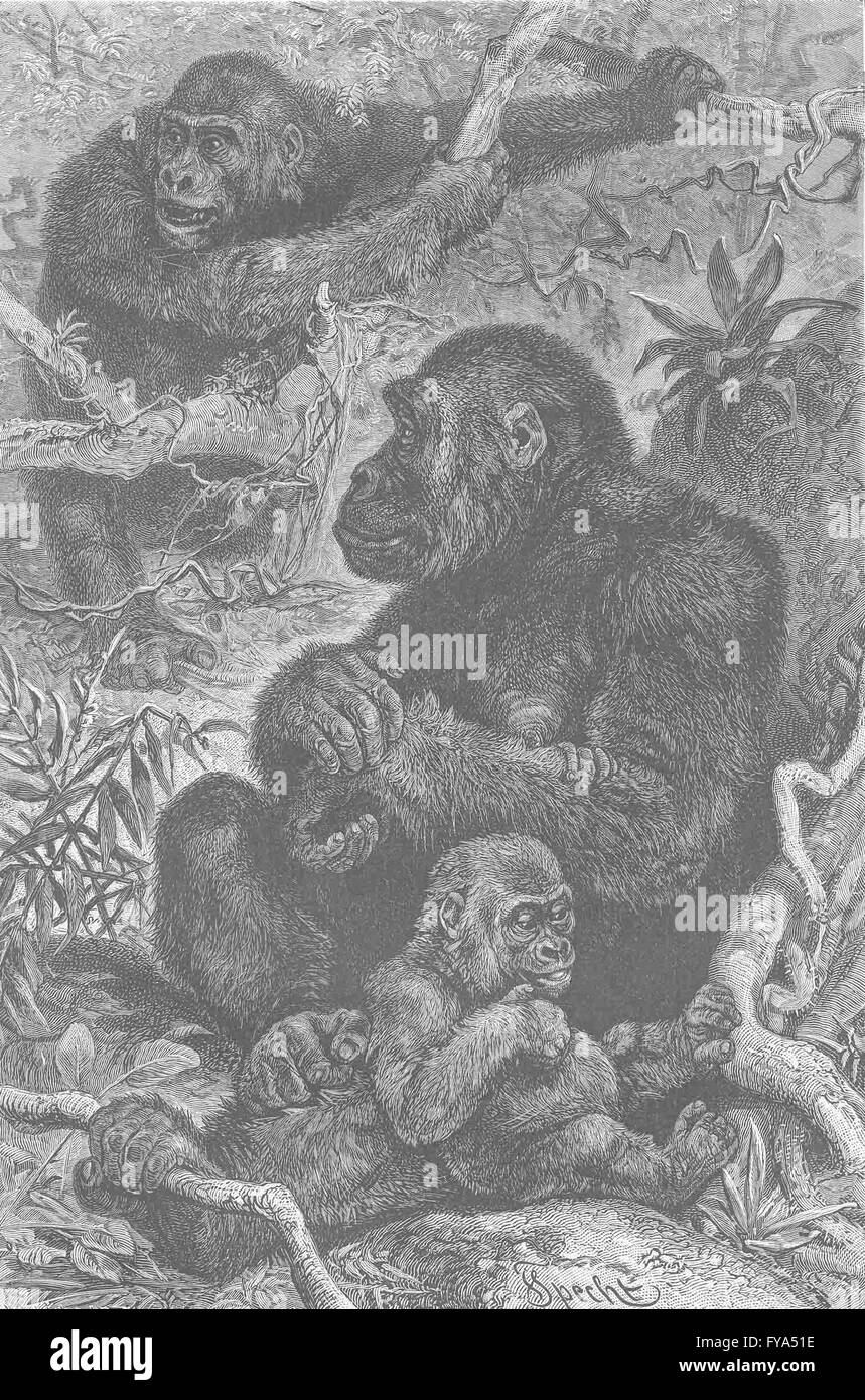PRIMATES: Gorillas at home, antique print 1893 Stock Photo - Alamy