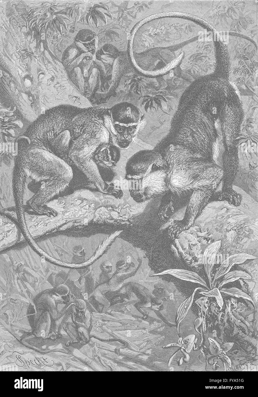 PRIMATES: West African green monkeys, antique print 1893 Stock Photo ...