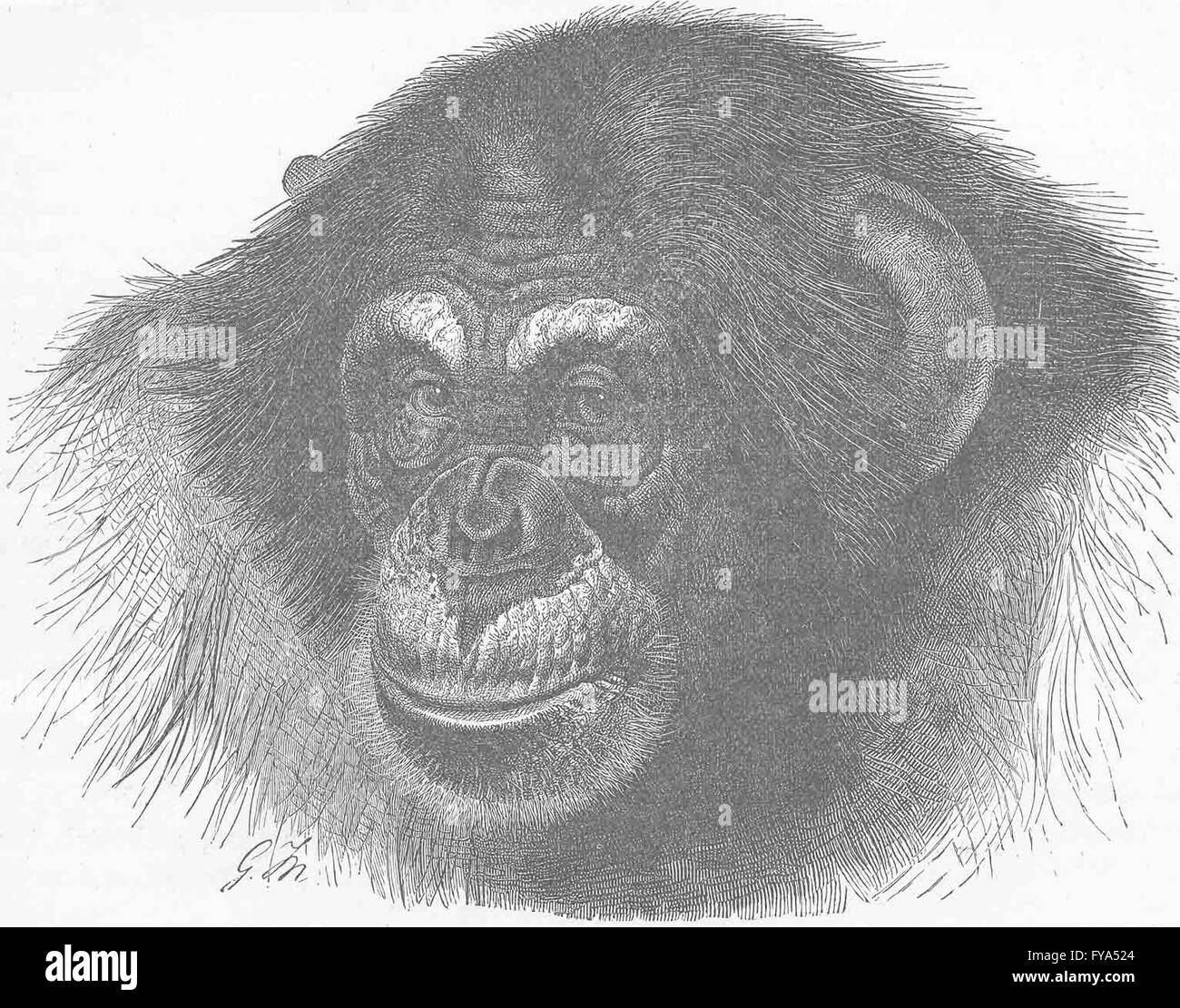 Apes primates monkeys Black and White Stock Photos & Images - Alamy