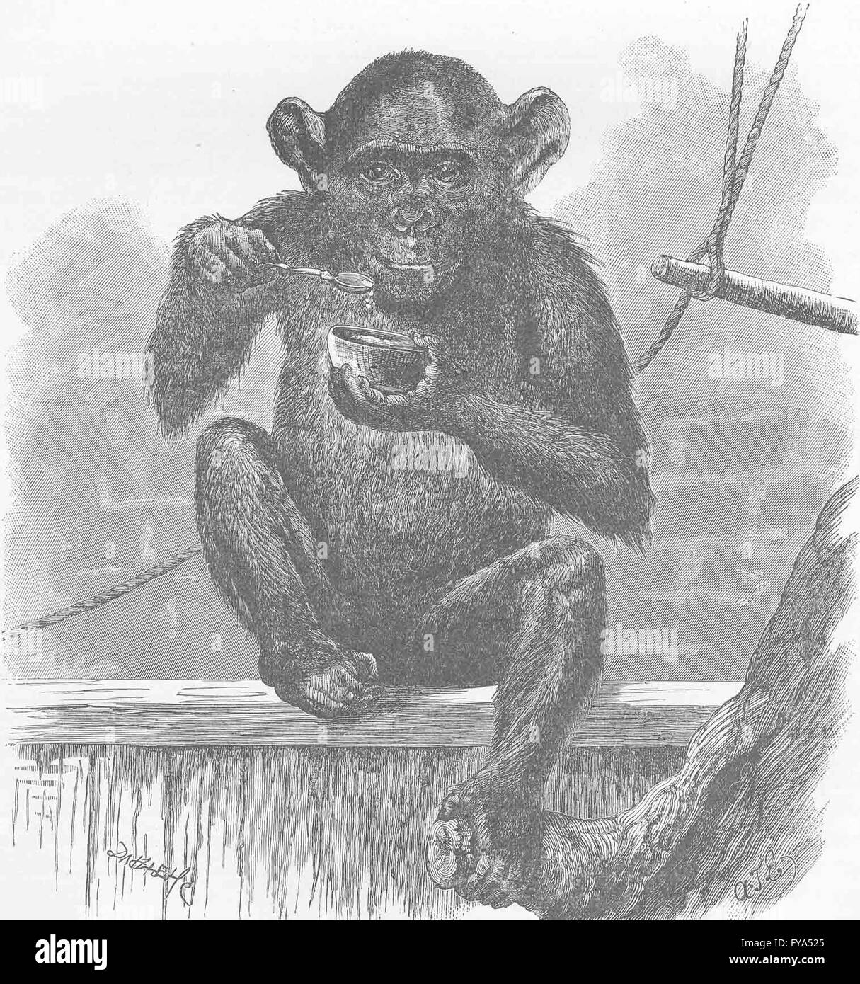 Apes primates monkeys Black and White Stock Photos & Images - Alamy