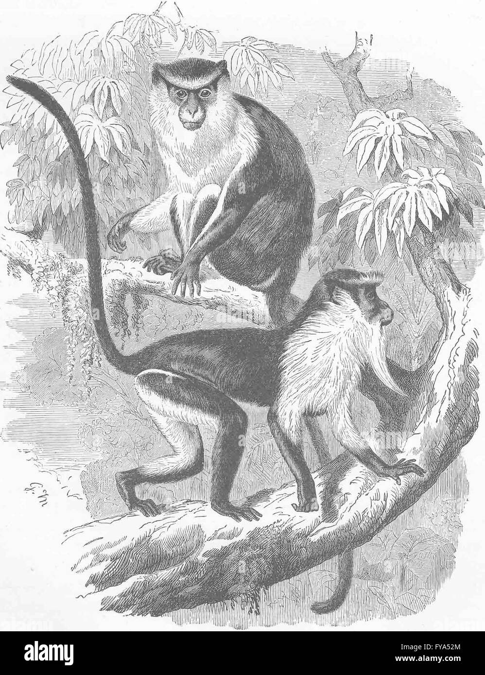PRIMATES: Mona monkey & Diana , antique print 1893 Stock Photo - Alamy