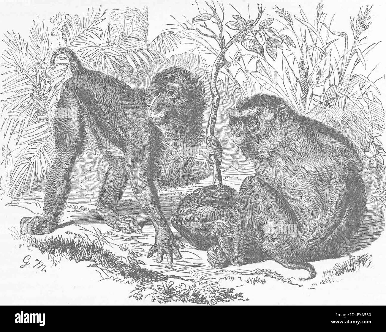 PRIMATES: The pig-tailed monkey, antique print 1893 Stock Photo - Alamy