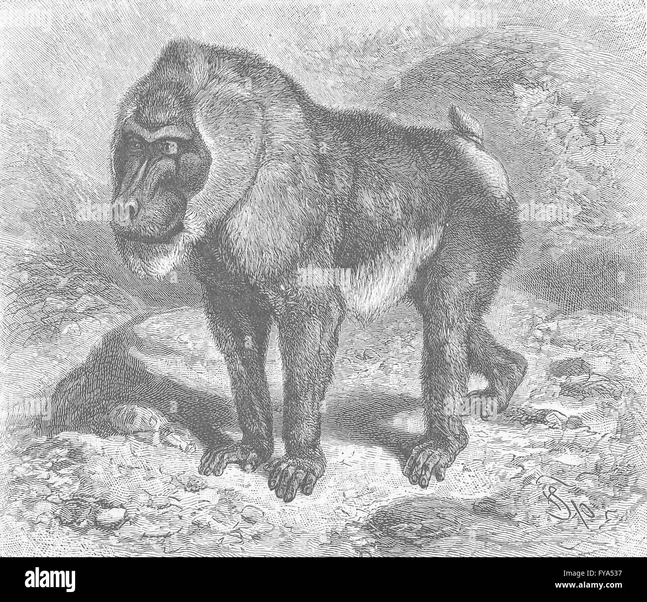 PRIMATES: The drill, antique print 1893 Stock Photo - Alamy