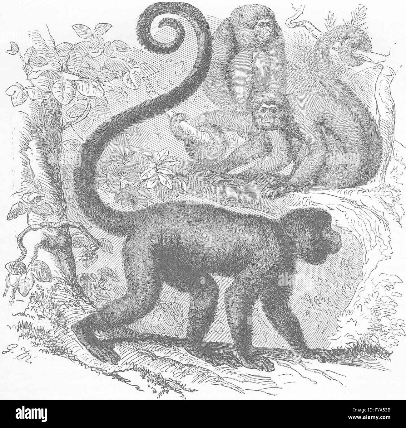 Humboldt woolly monkey hi-res stock photography and images - Alamy