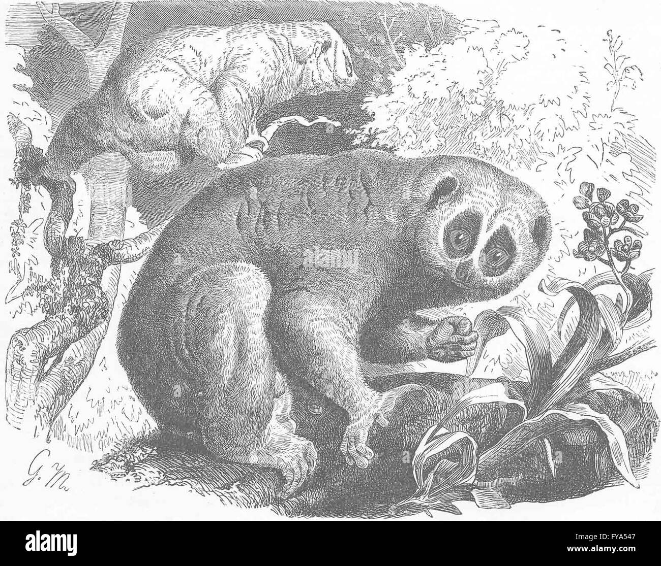 Common loris hi-res stock photography and images - Alamy